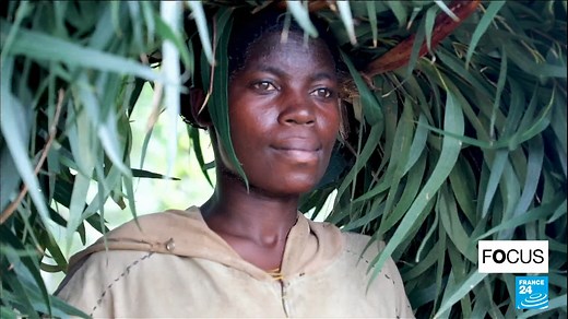 2.8M views · 35K reactions | #FOCUS : Au #Rwanda , le patchouli, le géranium ou encore l'eucalyptus ont trouvé leur place aux côtés des cultures traditionnelles. La culture des huiles essentielles permet à de nombreuses familles de sortir de la misère. L'huile essentielle du Rwanda pénètre désormais le marché occidental. Prochain objectif : la #France  | FRANCE 24 | Facebook