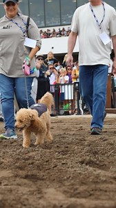 Mini doodles dominated the track today!! Come see the corgis race on Sunday, August 17th and see all the breeds battle for the ultimate crown in the “Best in Show” Dog Days Championship on August 31st 🐕‍🦺🦴🐾 #minidoodle #canterburypark #dogsoftiktok #dogracing | Canterbury Park