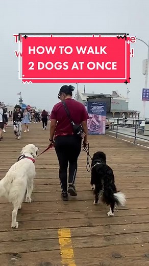 How to Walk Two Dogs Together Successfully