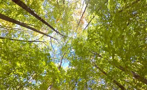 Sound on, full screen, sit back, relax! 🌳🌳🌳👌 | BBC Springwatch