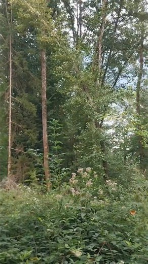 INAUGURATION D'UNE ROUTE FORESTIÈRE.... Sur la commune de Grignon (Savoie - France), afin de desservir plus de 400 hectares de forêts. Vidéo : Alain Mollo Mairie de Grignon Auvergne Rhône-Alpes : La plus belle région Communauté Agglomération Arlysère | La Place du Village