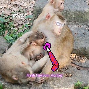 MG! monkey Jimmy try breastfeeding Luna so long, Pretty jealous baby Jimmy, Fresh Newborn Monkey 2880 | Fresh Newborn Monkey