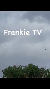 Ataque de Alcon en el aire a Paloma #Frankietv #playa #cubanosporelmundo #pigeons #palomeros #hack #hacks | Frankie TV