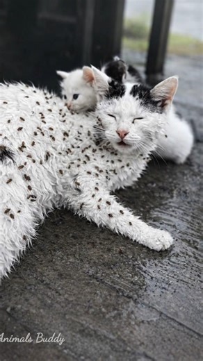 Helping a Sick Mother Cat Infested with Flies & Maggots 🐱💔#shorts #catbug #catsafety