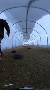 Geese Don't Like This #reels #reelsfbシ #geese #animals #farm | Gold Shaw Farm