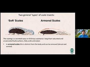 Colorado Front Range: Lifecycles, Ecology, Diagnostics, and Management of Common Scale Insects