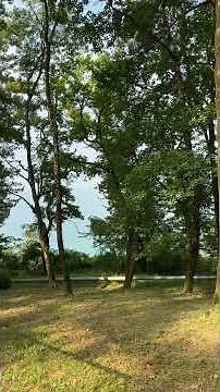 Music of summer! The incredible and beautiful sounds of cicadas!