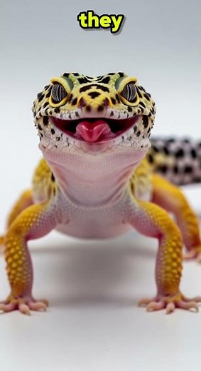 Why Leopard Geckos Are the Perfect Beginner Reptile