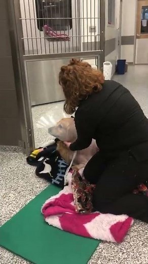 Skill #10 Penn Foster Veterinary Technician Program - E-collar