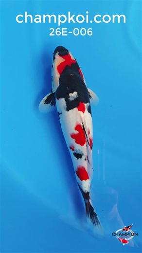Isa Showa Male 42cm 2yr | For Sale ChampKoi