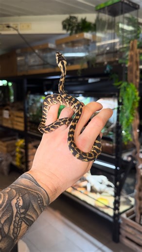 Tropicals Oy on Instagram: "Morelia spilota harrisoni 🐍 (Irian Jaya -mattopyton) Tämä mattopytonin alalaji elää Uudessa-Guineassa ja on ainoa mattopyton, jota tavataan Australian ulkopuolella. Se on yksi pienimmistä mattopytoneista ja tunnetaan rauhallisesta luonteestaan sekä hyvästä sopeutuvuudestaan terraarioon. 🔍 Perustiedot • Aikuiskoko: n. 1,5–1,8 m • Elinympäristö luonnossa: puolikuivat metsät • Liikkuminen: vähemmän puukiipeilevä kuin muut mattopytonit 🌡️ Hoito terraariossa • Terraario