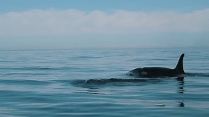 Watch the first episode of the Field Notes video series to learn about the Southern Resident Killer Whales from the marine ecologists at Gulf Islands National Park Reserve. | Parks Canada