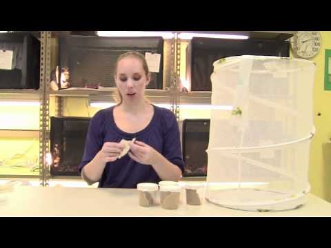 Taking Care of Your Butterflies