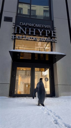 INHYPE_PERFUME (@inhype_perfume)’s videos with оригинальный звук - INHYPE_PERFUME