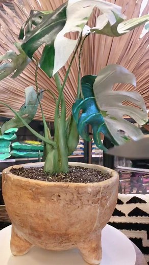 How to Make a Stunning Plant Cake | Planttok Cake Decorating Tutorial