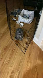 Cockapoo Puppies For Sale in Atlanta, GA