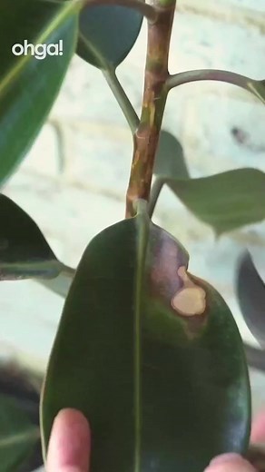 18K views · 68 reactions | Come prenderti cura della ficus robusta, la pianta che mangia l'inquinamento  | Ohga | Facebook