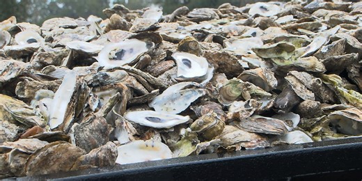 SCDNR closes shellfish harvesting season, searches shell recycling volunteers