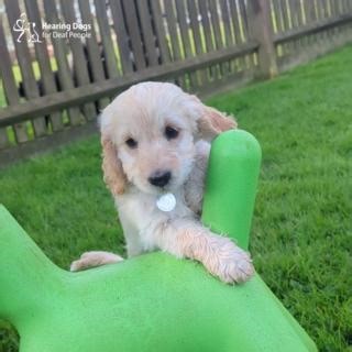 7.4K views · 551 reactions | A morning of cockapoo cuteness when our super 'S Litter' came to play  Our eight-week old pups are settling into their new homes with their volunteers, exploring, playing, and getting lots of cuddles as they get ready to start the early stages of their hearing dog training! 殺 | Hearing Dogs for Deaf People | Facebook