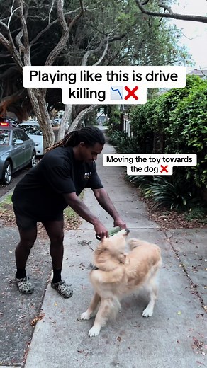 Effective Dog Training Tips for Better Playtime