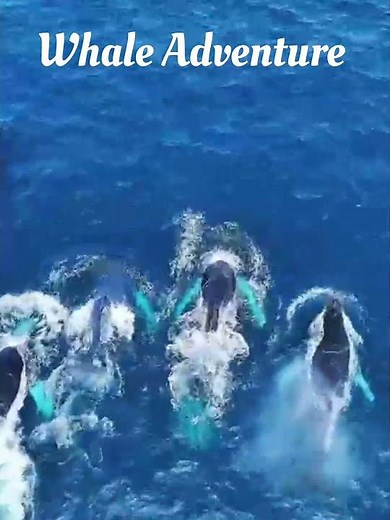 Whale watching/Humpback whales #sharks #Orca