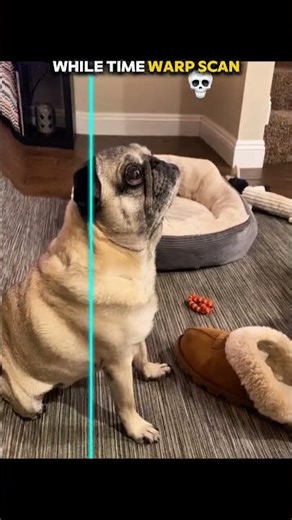 while animal time warp scan💀 #cat #animals #dogs #trolledit #cute