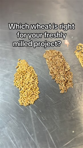 I think something that feels confusing about starting freshly milled flour is “what is the difference between all of these wheat berries?!” Different wheat berries = different dough behavior & flavor • Hard White Wheat: Mild flavor, lighter crumb, very versatile. Choose this if you want an everyday loaf that acts the most like an AP flour you’re probably familiar with • Hard Red Wheat: Bold wheat flavor, darker crumb, stronger structure. Choose this if you love a hearty loaf with real “wheat” fl
