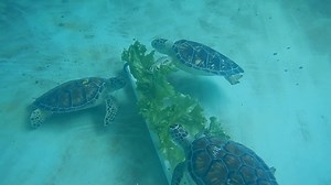 Throwback Thursday to a few of our former patients munching on some lettuce! Green sea turtles (as seen in this video) transition their diets as they grow older; as juveniles, they are opportunistic omnivores and eat fish, invertebrates, and greens. As they grow older, they become more herbivorous - eating plants such as sea grass and algae. Sea turtles undergoing rehab have diets that change based on their progress and specific needs to prepare them for release back into the wild, whereas our r
