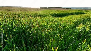 Corn field, drone view. Corn on the green stalk in the field. Maize plant and sweetcorn. Corncob in cornfield at farm. Harvest season. Green leaves and corn background. Fodder maize and grain crop.