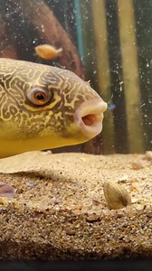 647K views · 2.8K reactions | Pufferfish have very sharp teeth. #pufferfish #memes #fish #aquarium #puffer #fishtank #dankmemes #worldwar #aquariumhobby #ww #pufferfishmeme #plantedtank #freshwateraquarium #aquariumlife #wwiiimemes #babyyoda #cybertruckmemes #babyyodamemes #wwiii #crabravememes #nonutnovembermemes #crabravememe #nnnmemes #nonutnovember #crabrave #nnn #sonicmovie #sonicthehedgehog #sonic #aquariumsofinstagram | Animal Century | Facebook