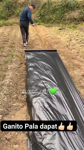 11K views · 63 reactions | Ganito Pala Ang Diskarte SA paglalatag Ng plastic mulch  #kafarmingtv #highlightseveryonefollowers #trendingreelsvideo #fypシ゚ #cctto #farming #fblifestyle | KaFarming TV | Facebook