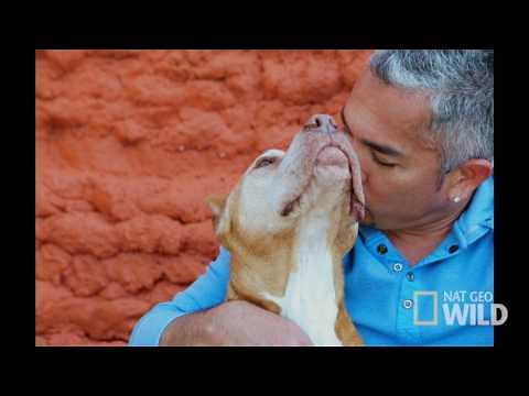 Cesar Millan's Dog Nation: Los Angeles "Dad And Daddy"