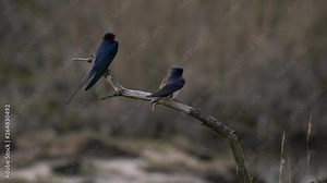 A pair of European barn swallow relaxing and taking off flying in Amager Faelled Copenhagen Denmark spring 4K