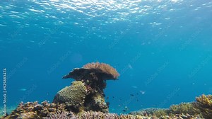 A vibrant coral formation rises from the coral reef, surrounded by small fish, under the clear blue waters of Great Barrier Reef, Australia. The static shot shows the beauty of underwater environment.