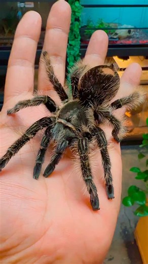 Tliltocatl albopilosus commonly known as the Curly Hair Tarantula is a popular beginner friendly tarantula species from Central America (Costa Rica and Nicaragua) known for its docile nature and distinctive curly golden hairs. It is a terrestrial burrower that is hardy and relatively easy to care for making it a favorite in the pet trade. #tliltocatlalbopilosus #curlyhairtarantula #spider #pet #reels | JTK Reptiles