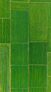 In oracle bone script, the character 🌾“田” (tián, cropland) vividly captures the essence of farmland. Its outer frame symbolizes the boundaries of the field, while the intersecting lines within divide it into distinct sections.😃 As it evolved into the regular script, “田” adopted a more structured and balanced form, embodying elegance and precision. Its shape alone instantly evokes the image of a lush, cultivated field. 🛖“田” isn't just a character—it's a symbol of life. It represents the land t