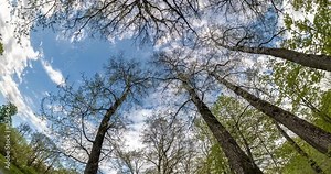 spinning and torsion and underneath tall forest with clumsy branches. Trees growing in the sky with loop rotate