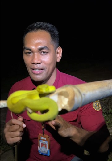Discovering Labuan Bajo's Unique Reptiles: A Night Adventure