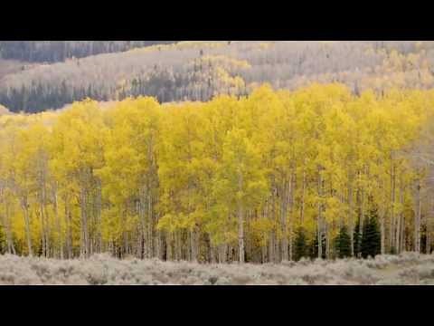Tree Heart Attacks: Aspen Clones Dying
