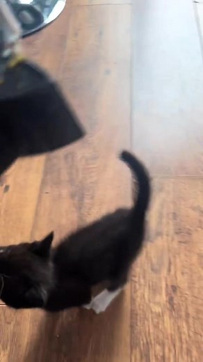 #catsounds #kitten cat... | pinki the cat