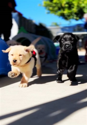 The “pupupupupup” gets us every time 🐾💙 Now, you can help support this work for free at 1.org/gda. Install @1.org and trigger a $5 donation to GDA | TLC. VD: Several puppies in red service vests run back and forth between two trainers in a sunny enclosure. They receive rewards and praise for practicing their recall skills. #GuideDogsofAmerica #TenderLovingCanines #1dotorg #SupportNonProfits