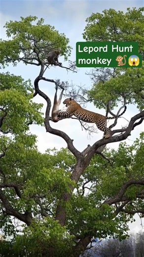 Leopard Tries to Hunt Monkey 🐆🐒 – Monkey Escapes Safely! #wildlife