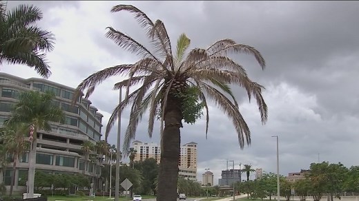 UF scientists develop way to detect palm tree killing disease