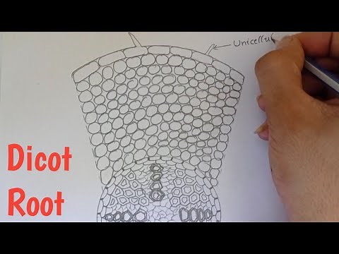 How to draw transverse section of Dicot root || Labelled diagram of Dicot root ||