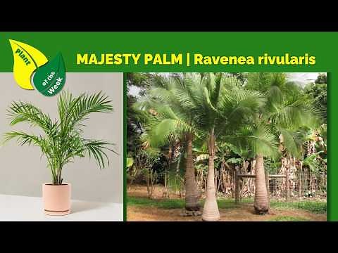 Majesty Palm | Ravenea Rivularis | Tropical Plant for Indoors or Outdoors