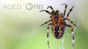 Is a Spider's Web a Part of Its Mind? | KQED