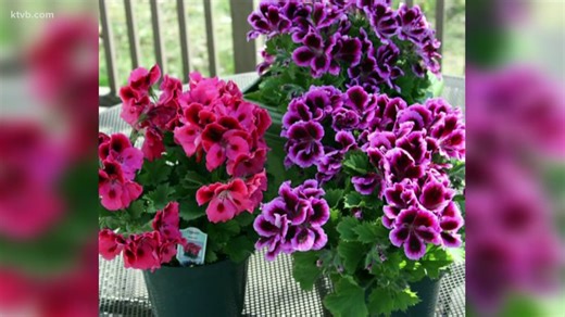 You Can Grow It: Geraniums are easy to grow and look great on any home landscape