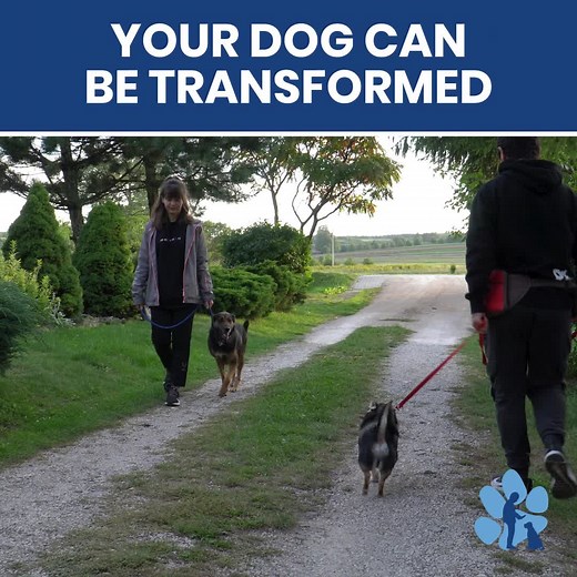 This FREE online dog training workshop will reveal how to help your dog become as obedient as service dogs.🦮 Most people train dogs using verbal commands like SIT, STAY, etc. But that's a HUGE mistake! According to the science of animal behavior, the best way to train your dog is using body language. ✋ In our FREE online workshop you'll learn: 👉 How to leash train your dog to stop biting and pulling. 👉 The secret methods of service dog trainers. 👉 How to use body language instead of verbal c
