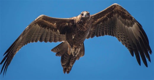 Kangaroo fights for its life as eagles attack from above