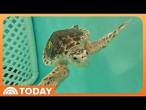 How this New Jersey nonprofit is on a mission to save sea turtles